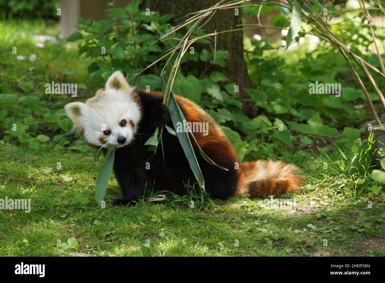 Little pandas hi-res stock photography and images - Alamy