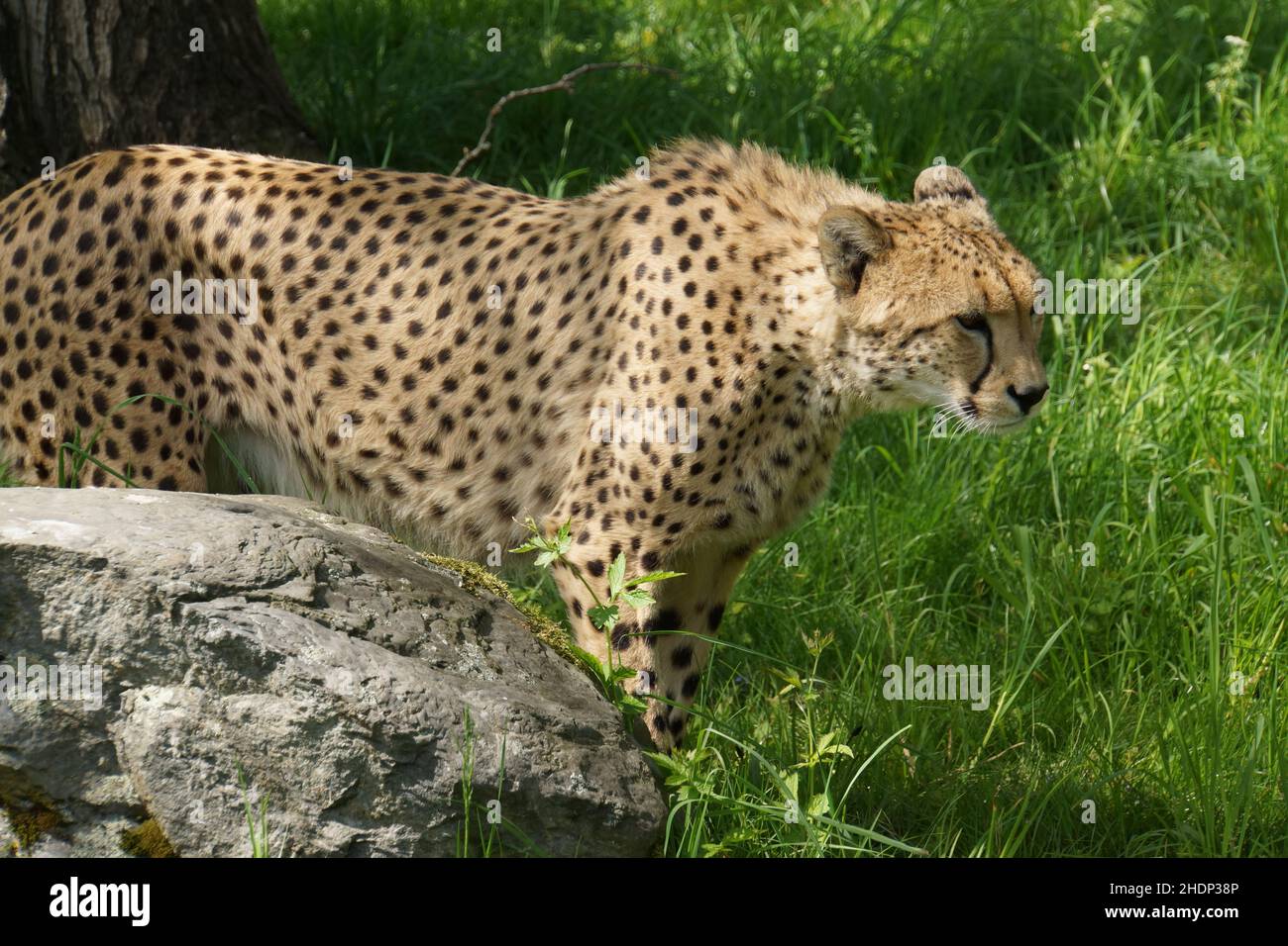 Cheetah colors hi-res stock photography and images - Alamy