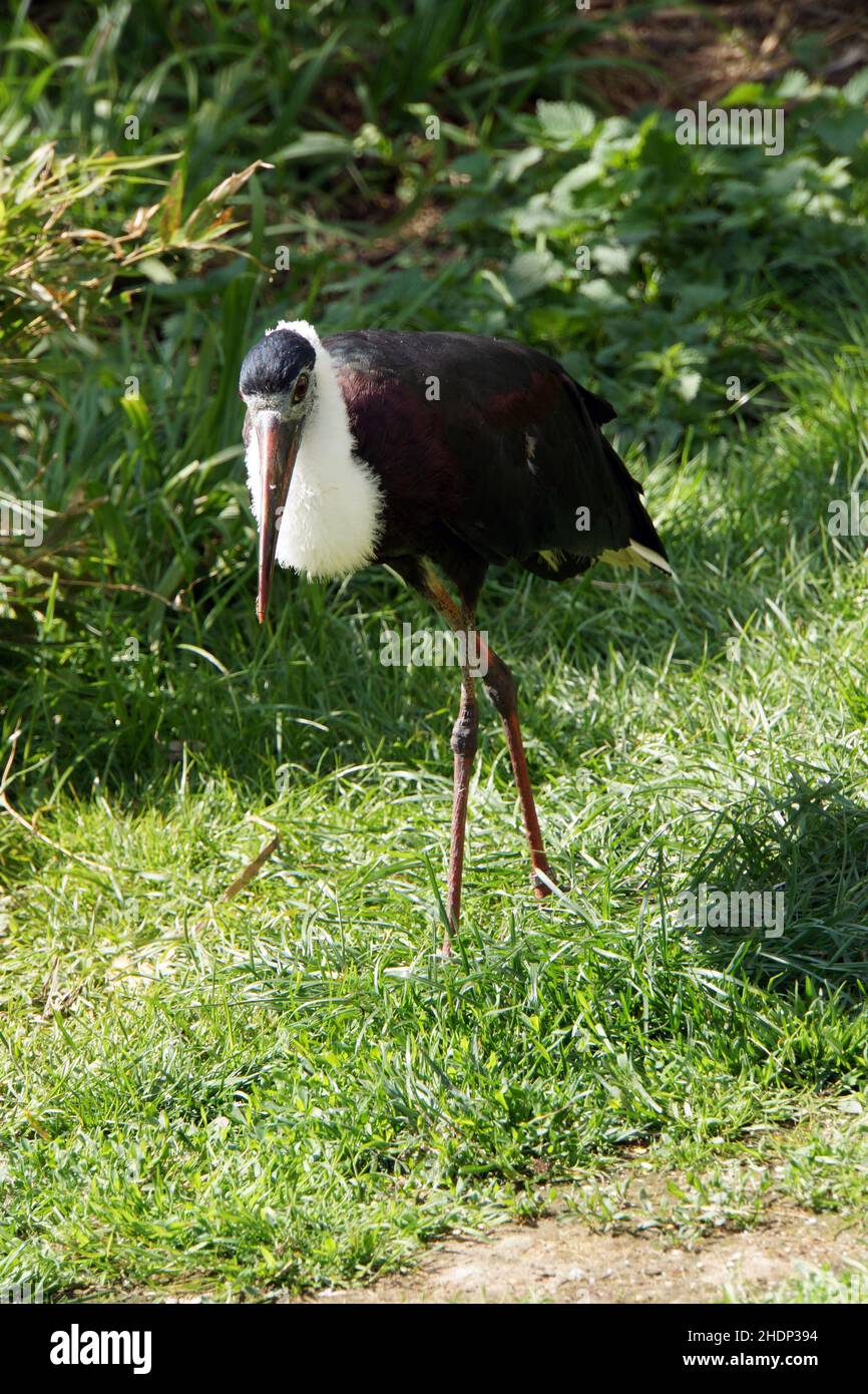 ciconiiformes, woolly-necked stork Stock Photo - Alamy