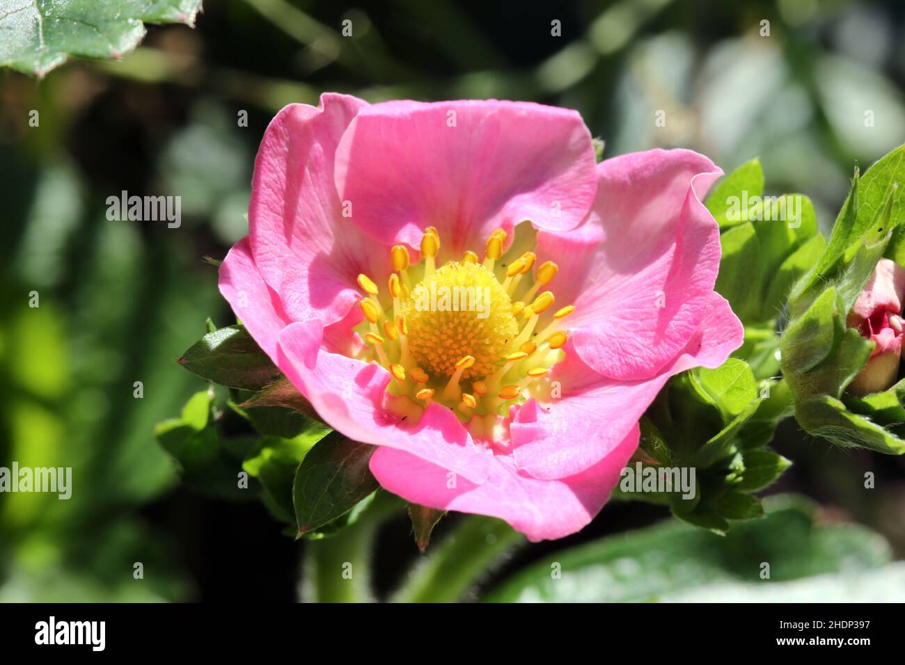 strawberry plant, strawberry blossom, strawberry plants, strawberry ...