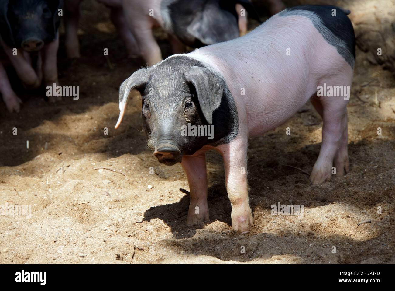 schwäbisch hall country pig Stock Photo - Alamy