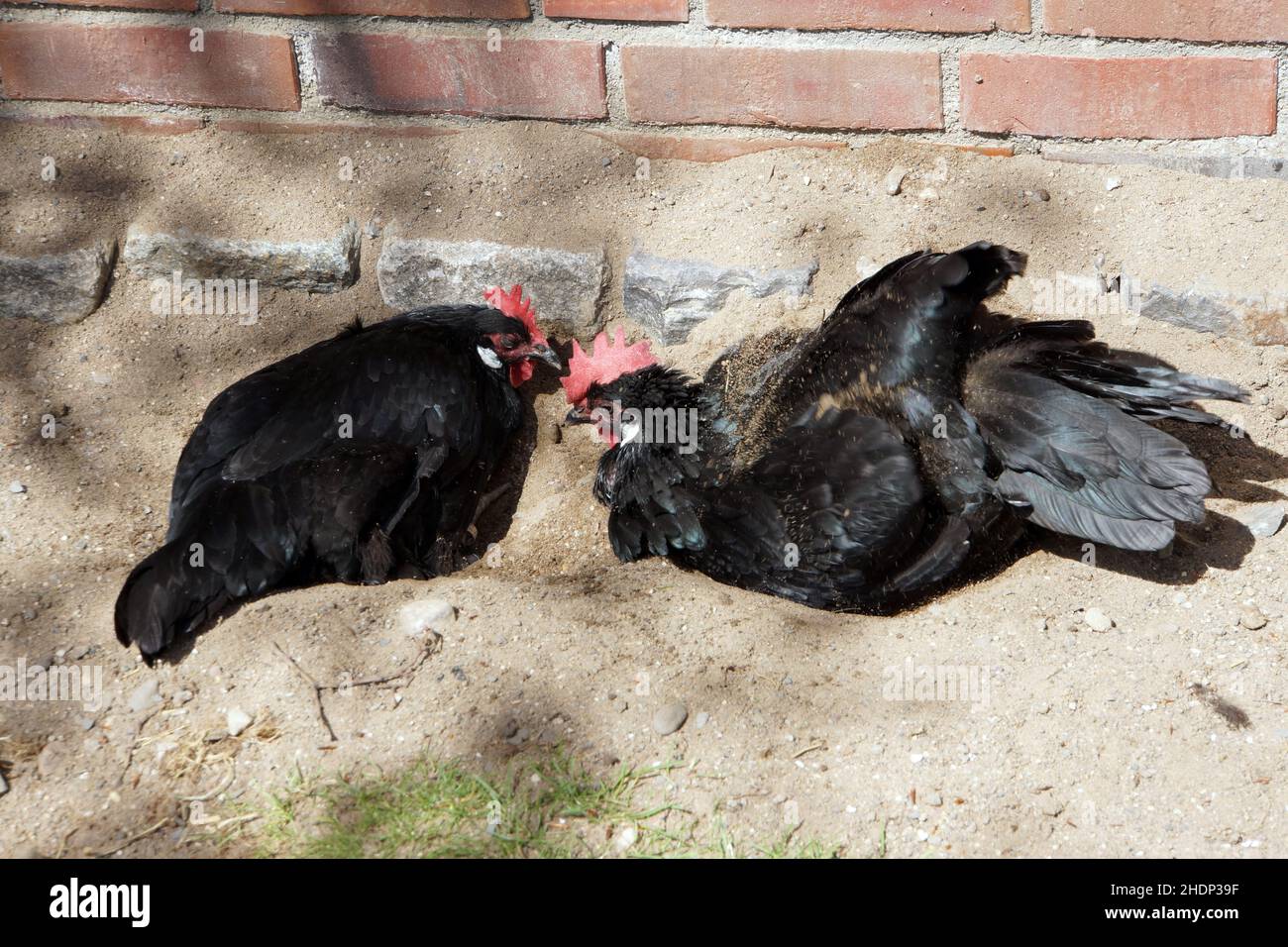 barn fowl, barn fowls Stock Photo - Alamy