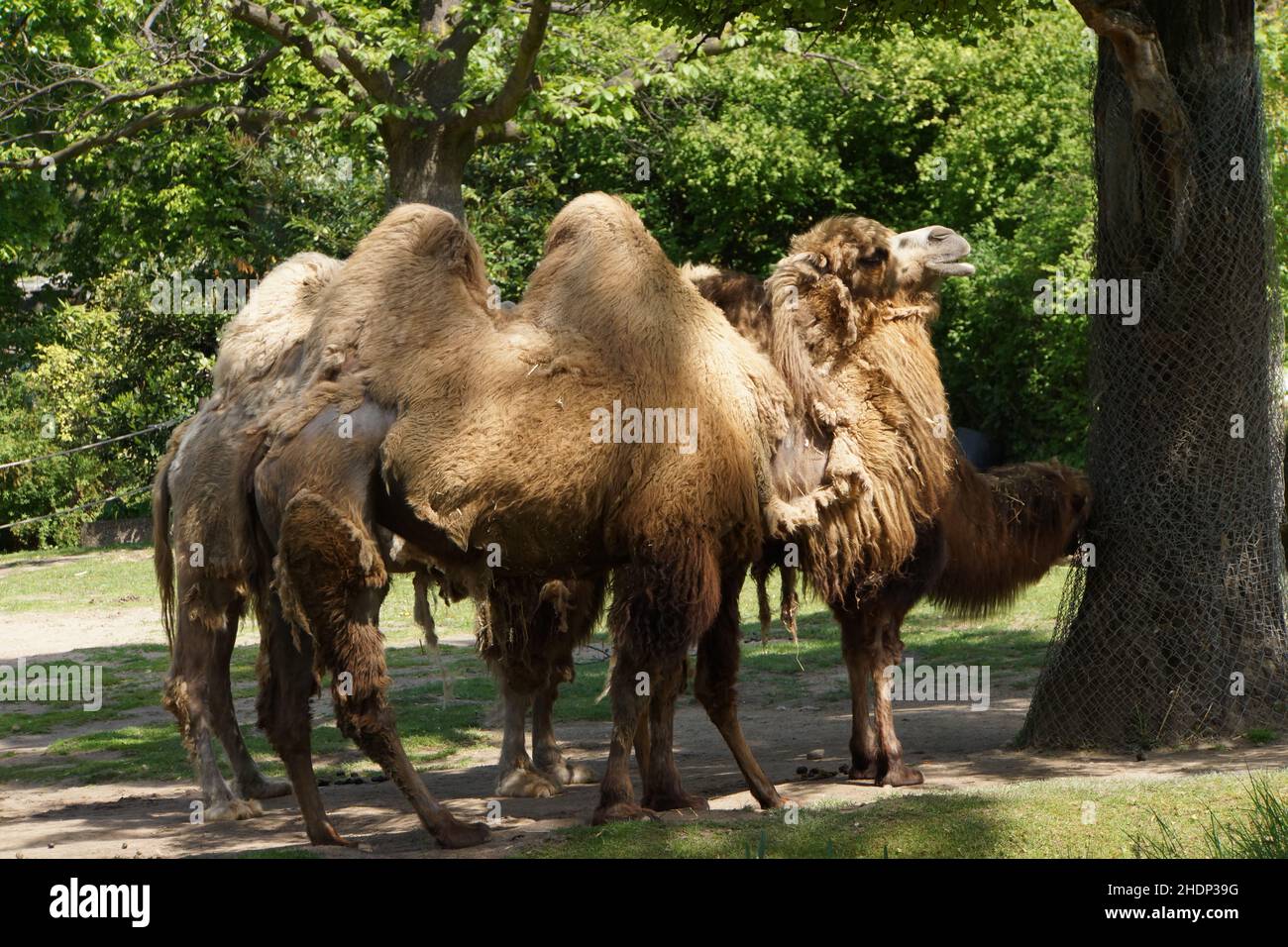 camel, bactrian camel, camels, bactrian camels Stock Photo - Alamy