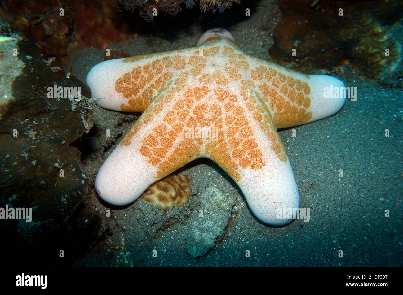 Granulated sea star hi-res stock photography and images - Alamy