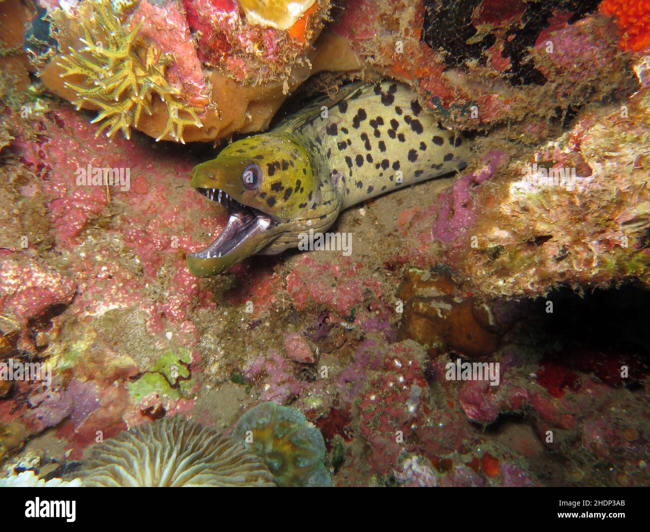 moray, spot-face moray Stock Photo - Alamy