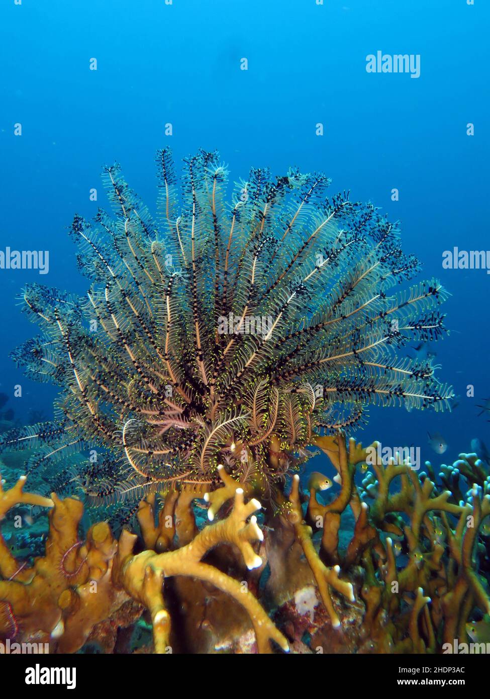 Eumetazoa hi-res stock photography and images - Alamy