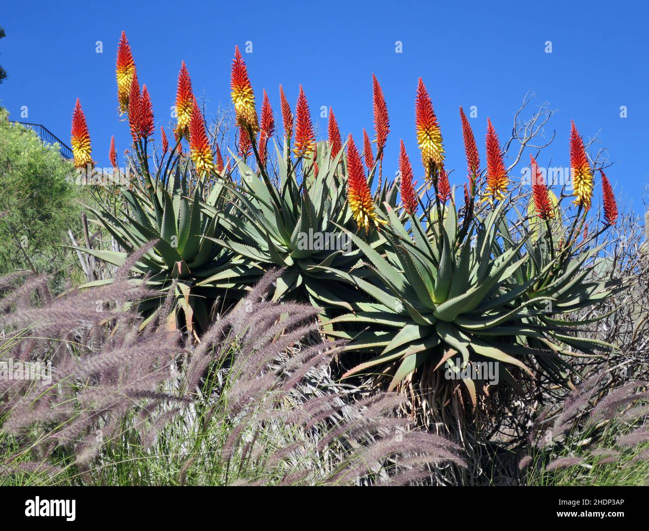 blossom, aloe vera, blossoms, aloe veras Stock Photo - Alamy blossom, aloe vera, blossoms, aloe veras Stock Photo - Alamy