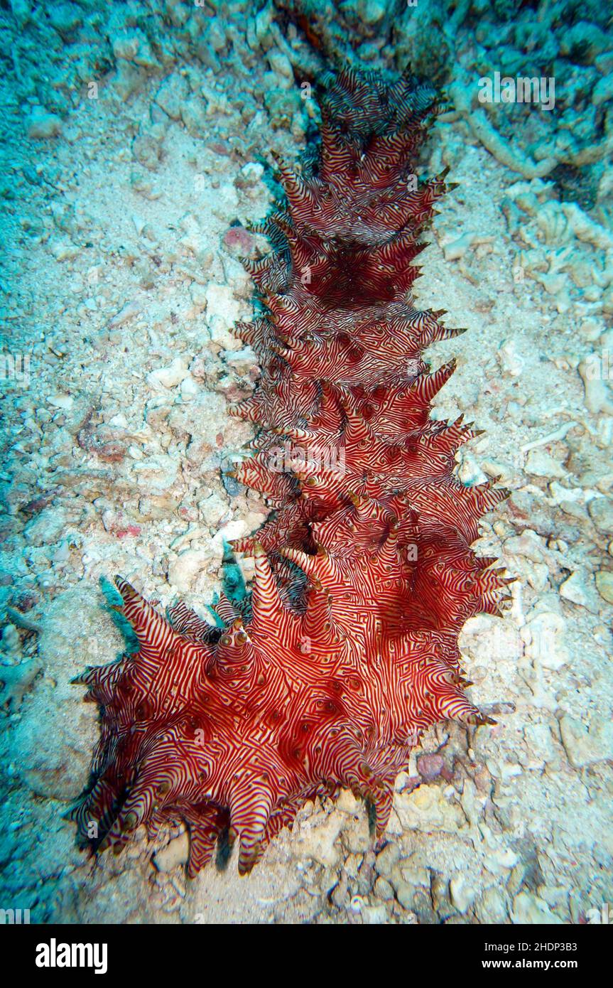 Thelenota rubralineata, thelenota rubralineata Stock Photo - Alamy