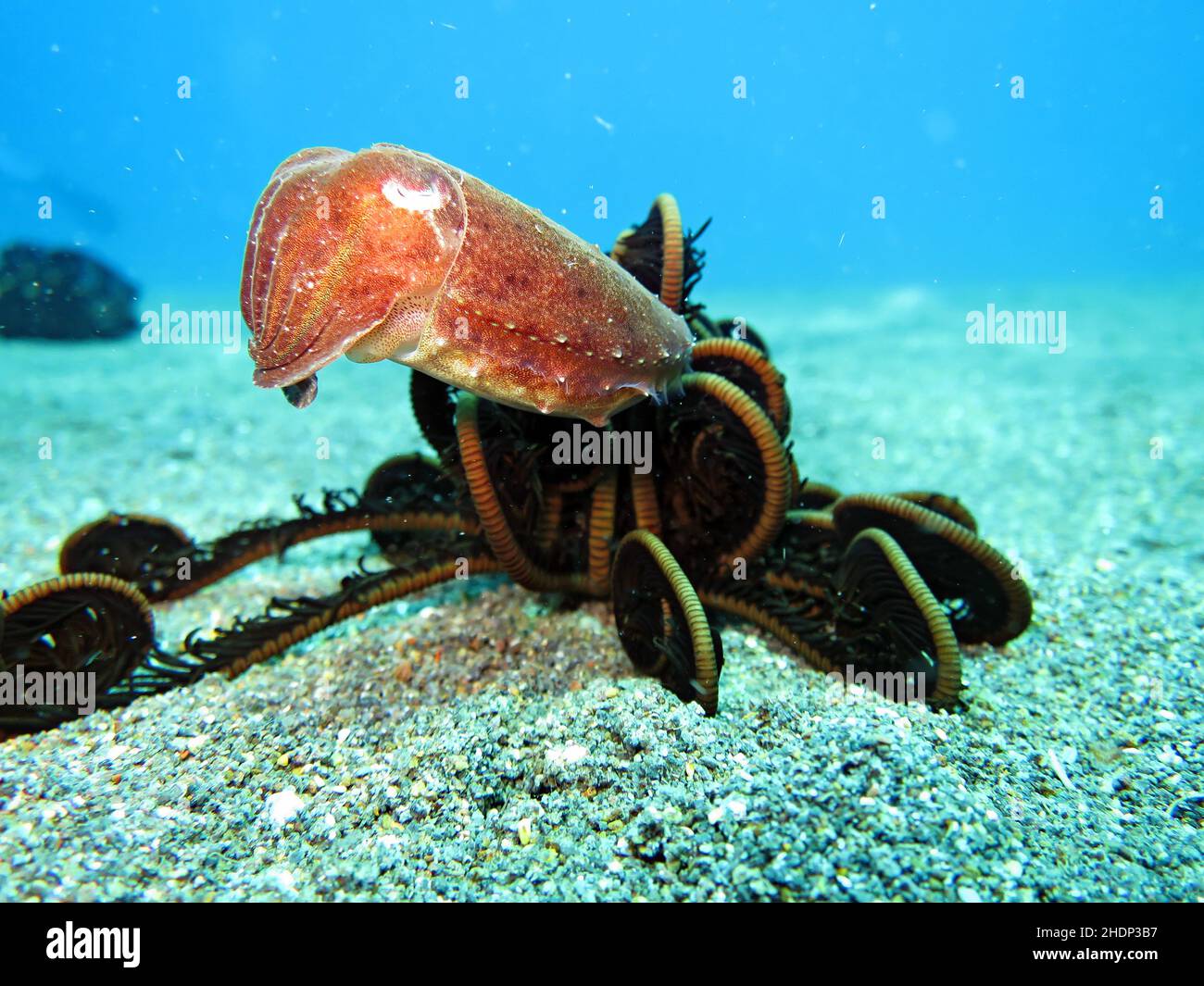 sepia toned, squid, feather star, sepia toneds, squids, feather stars ...