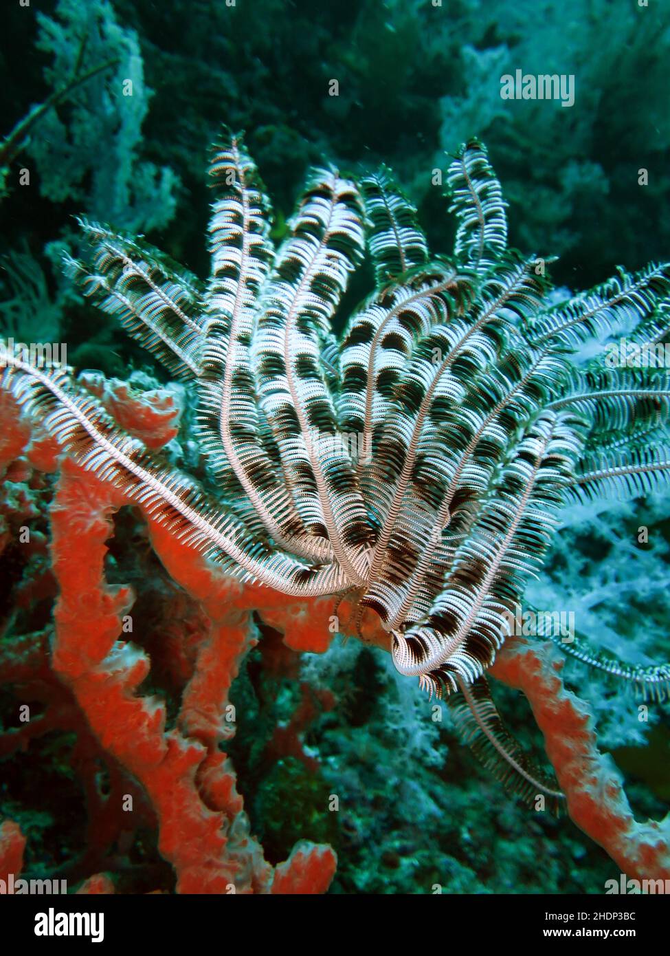 feather star, feather stars, himerometra robustipinna Stock Photo - Alamy
