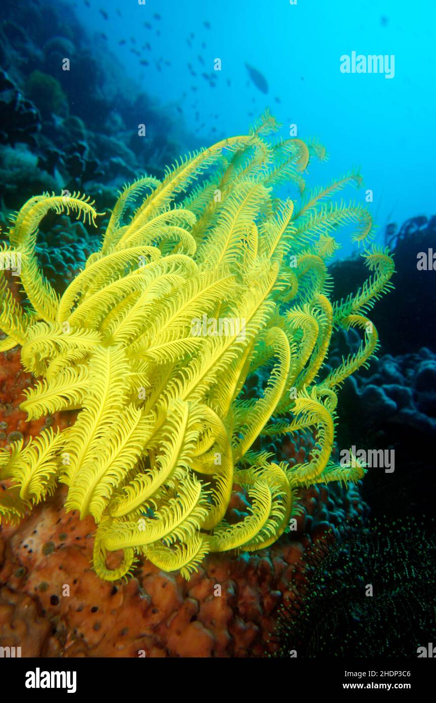 feather star, feather stars, himerometra robustipinna Stock Photo - Alamy