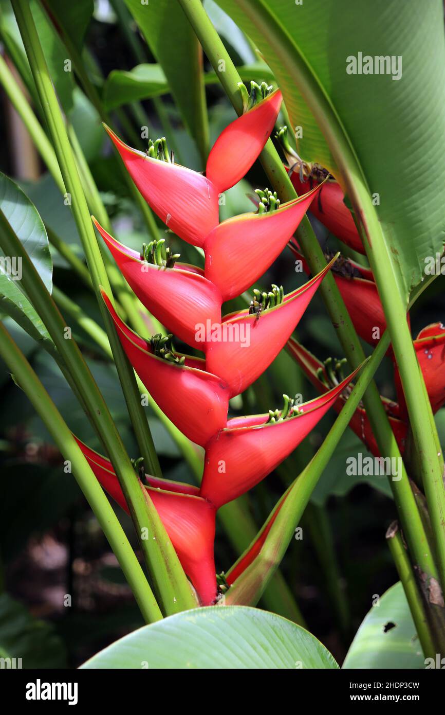 exotic, heliconia, exotics, heliconias Stock Photo - Alamy