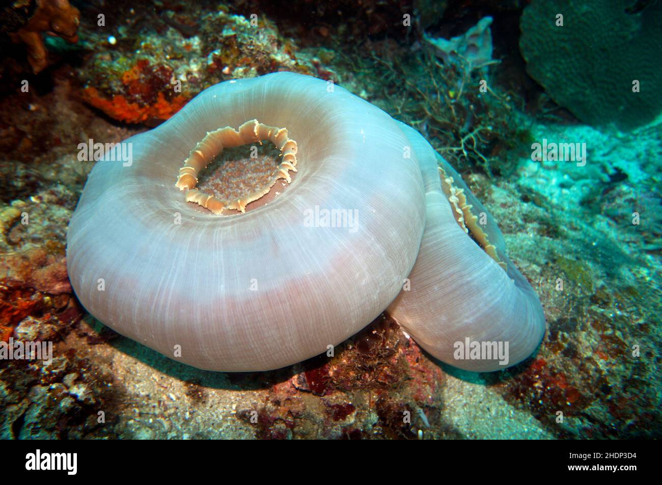 Corallimorpharia hi-res stock photography and images - Alamy