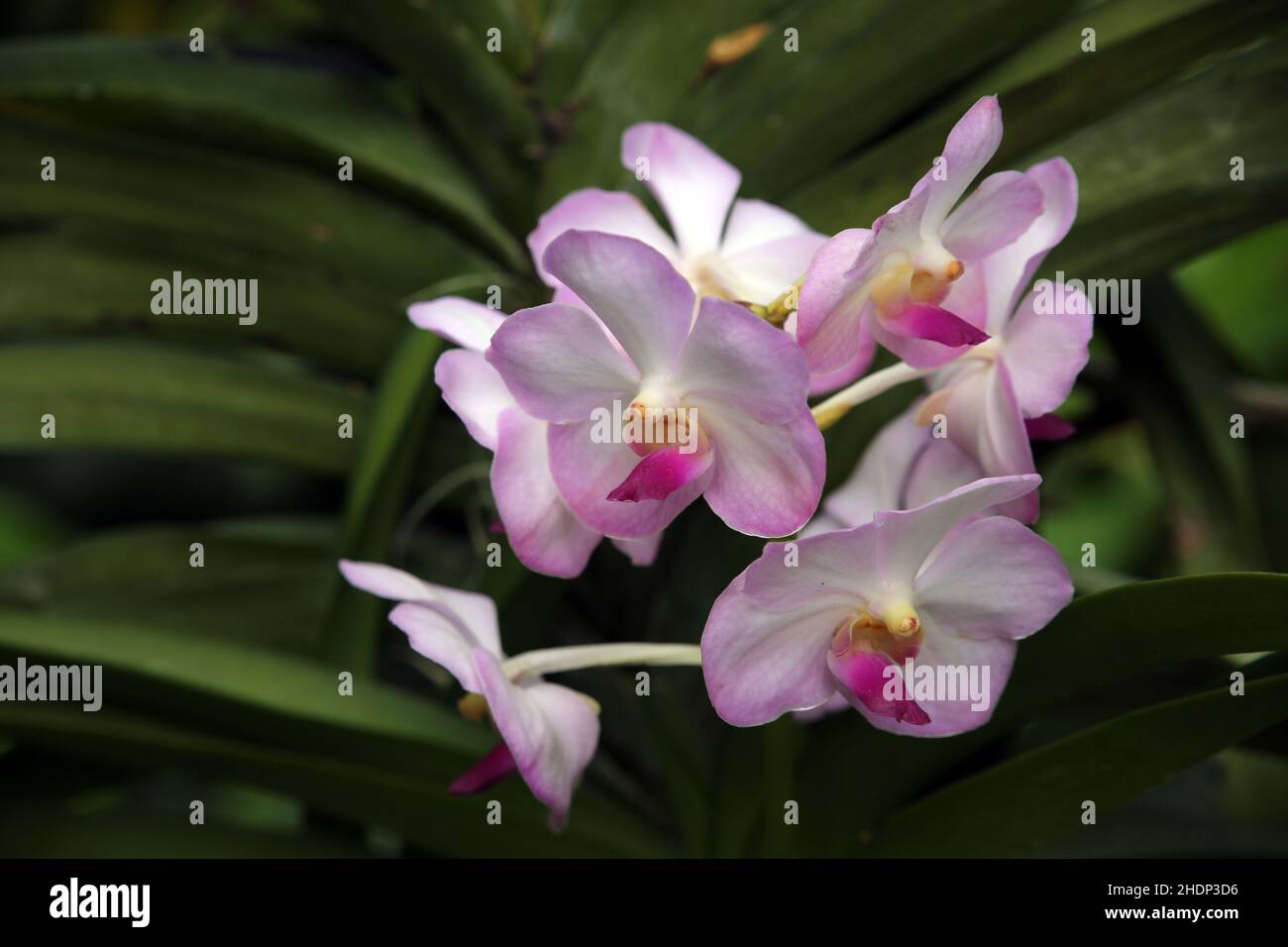 Orchids blossom hi-res stock photography and images - Alamy