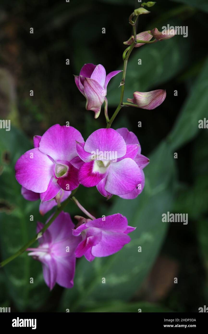 orchids, dendrobium, orchid, dendrobiums Stock Photo - Alamy