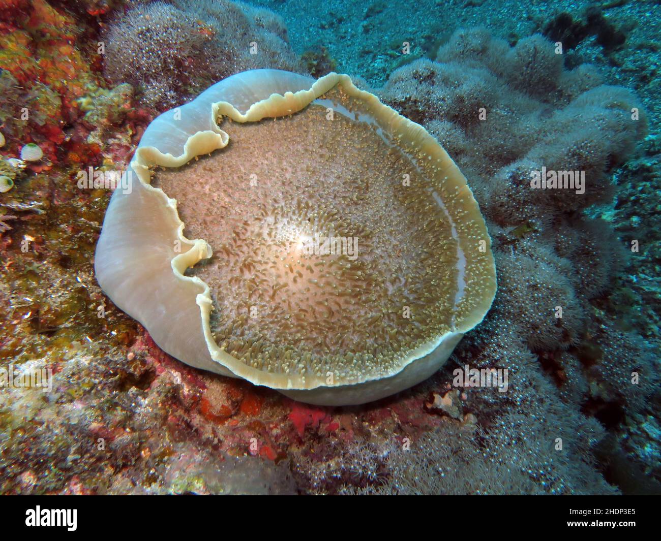 Corallimorpharia hi-res stock photography and images - Alamy
