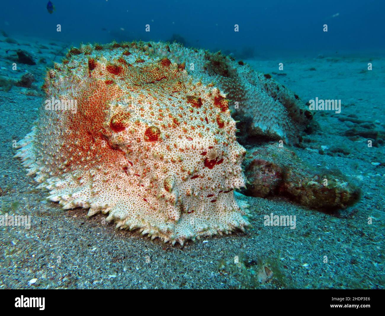 Thelenota hi-res stock photography and images - Alamy