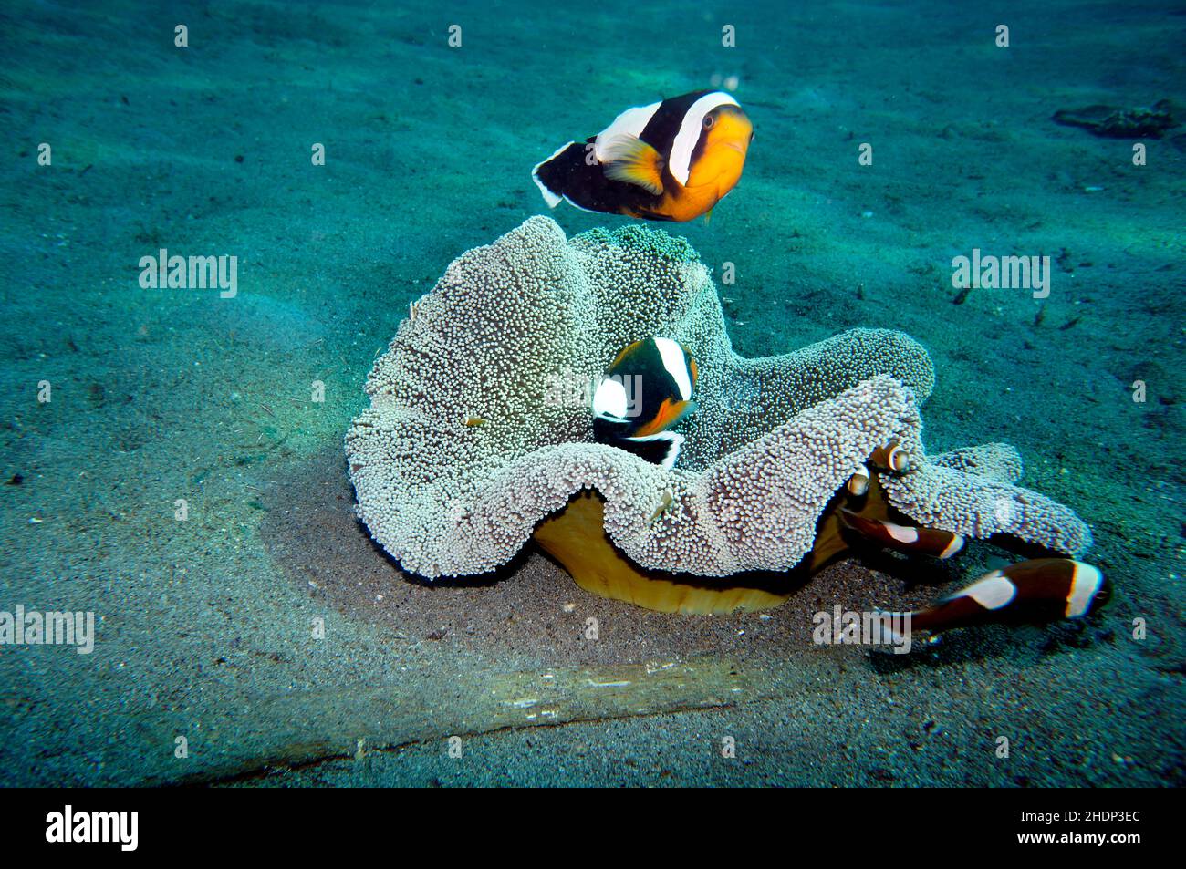 underwater, coral reef, anemonefish, saddleback clownfish, haddon's sea ...
