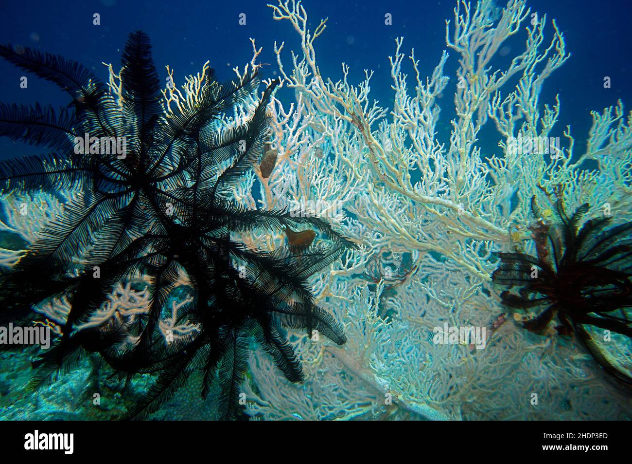 underwater, feather star, under water, himerometra robustipinna Stock ...