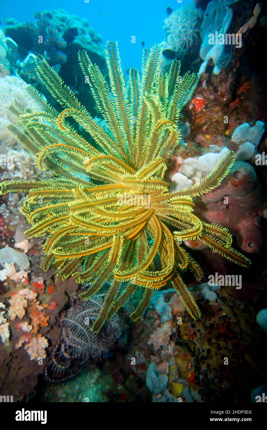 Himerometra robustipinna hi-res stock photography and images - Alamy
