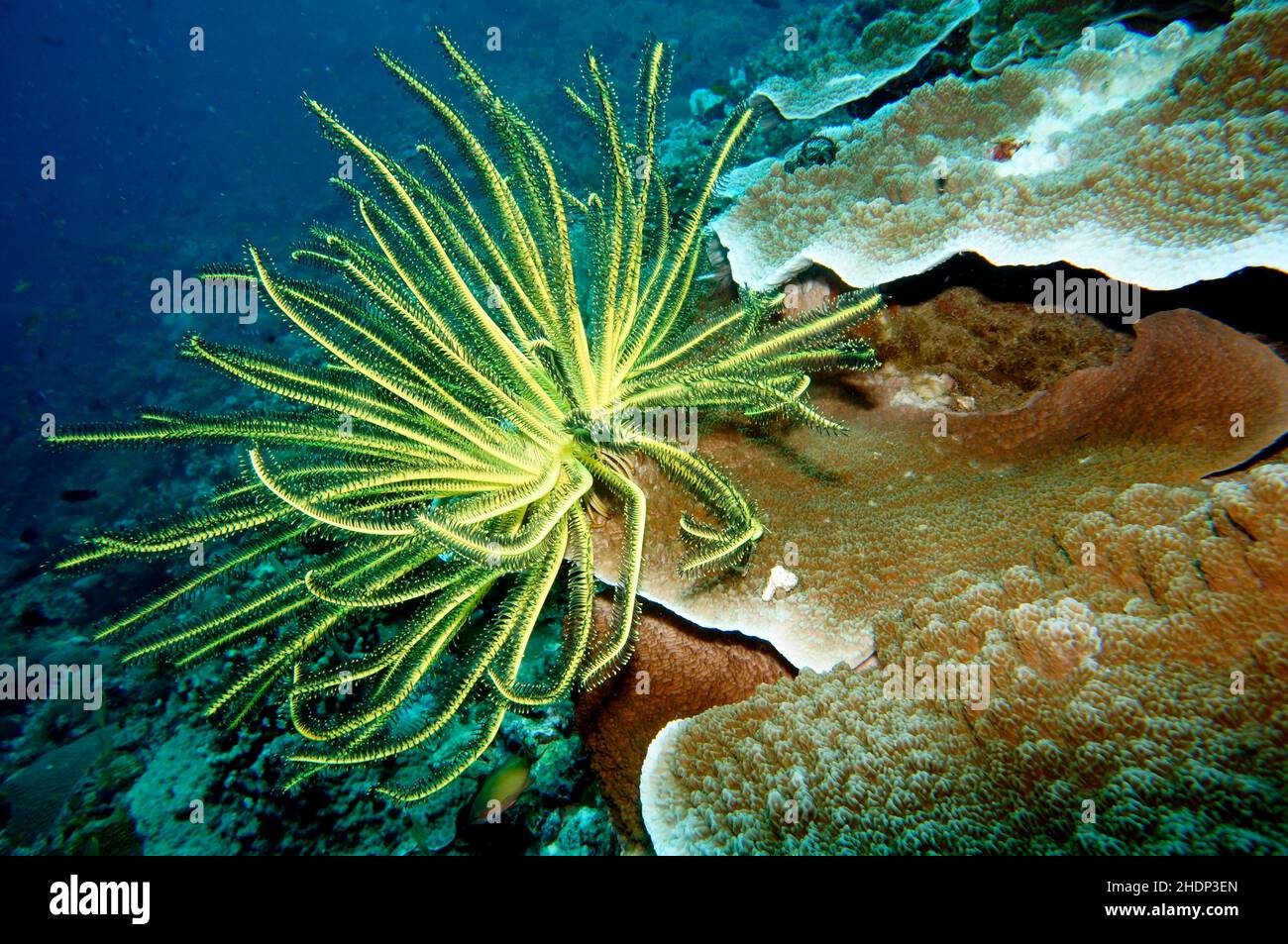 underwater, coral reef, feather star, under water, coral reefs ...
