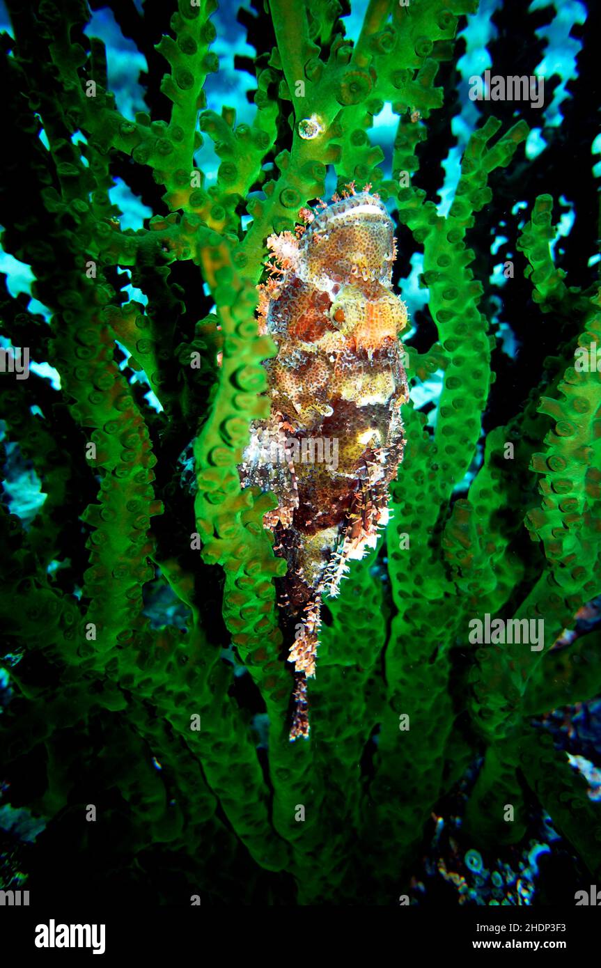 underwater, coral reef, lionfish, coral stone, tubastraea micranthus ...