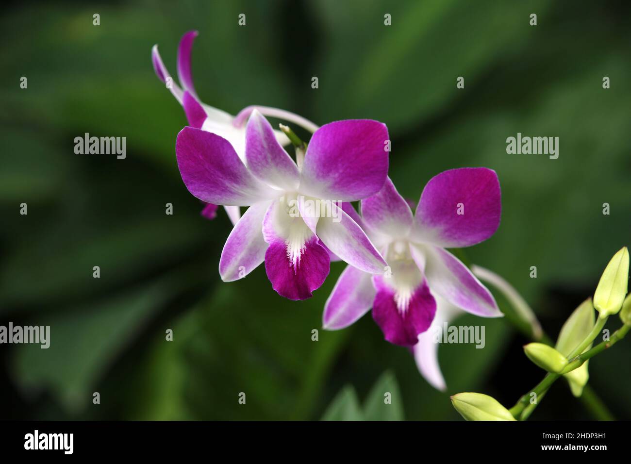 orchid, dendrobium, orchids, dendrobiums Stock Photo - Alamy