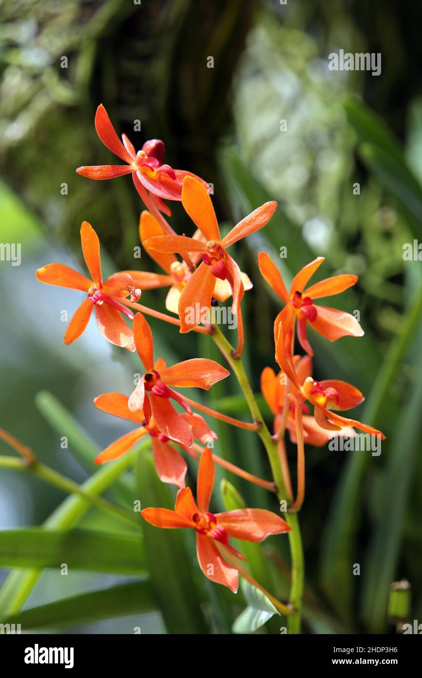 orchid, plumeria, orchids Stock Photo - Alamy