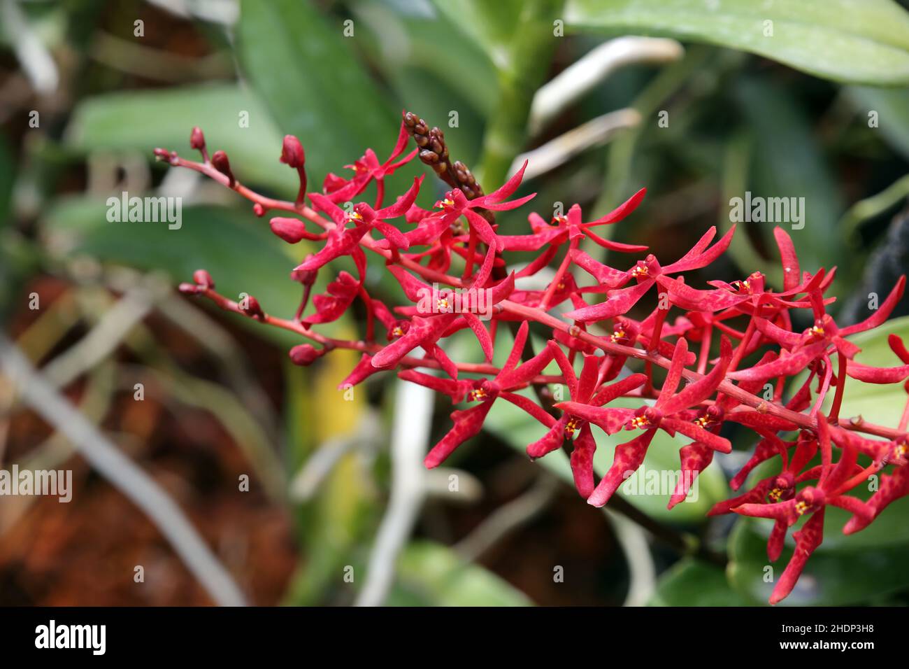 orchid, renanthera singaporeans, orchids Stock Photo - Alamy