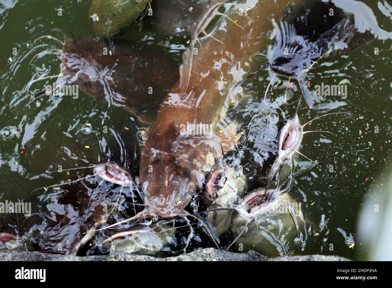 fish, feeding, catfish, fishes, feed, feedings, catfishs Stock Photo ...