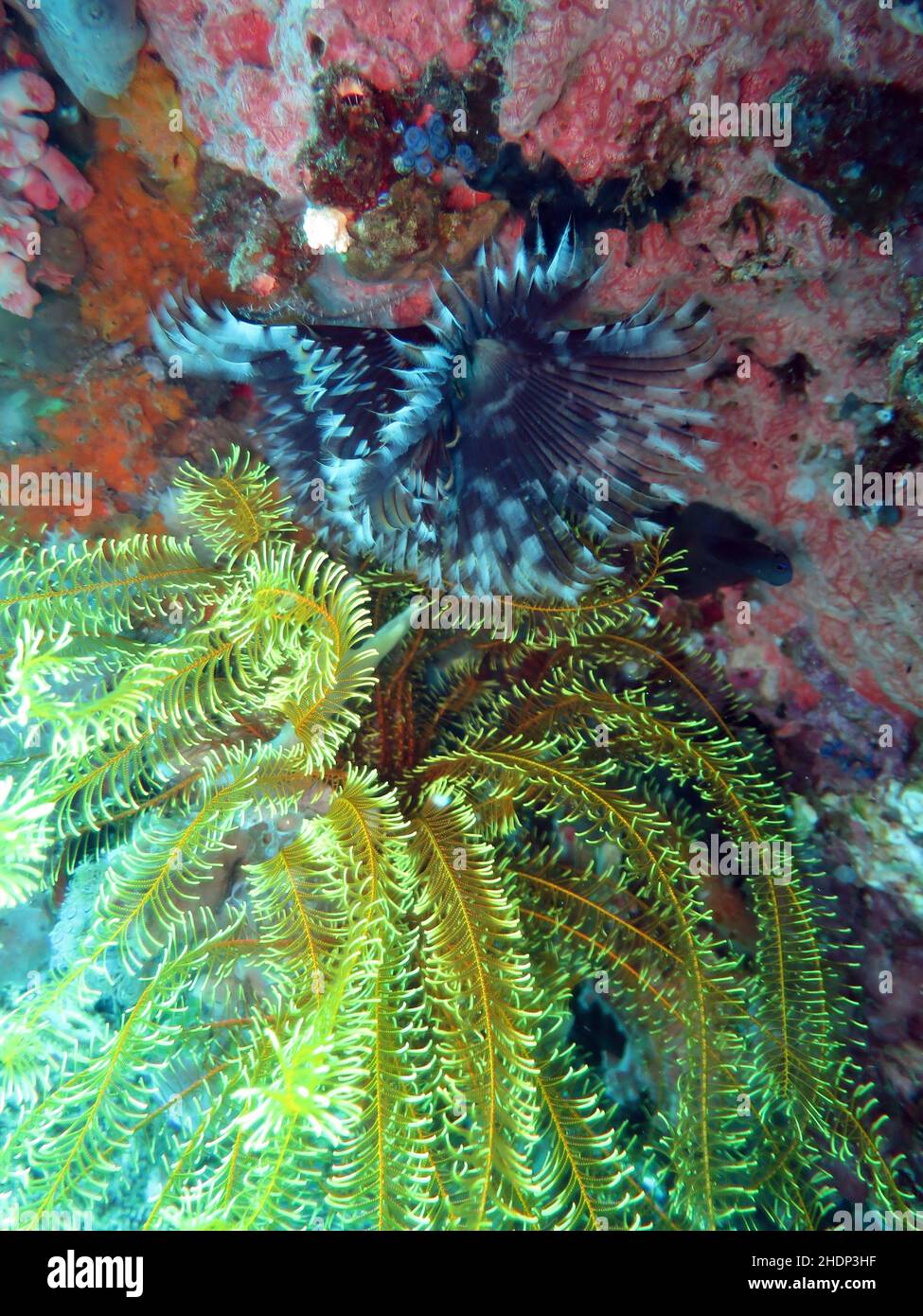 underwater, coral reef, feather star, under water, coral reefs ...