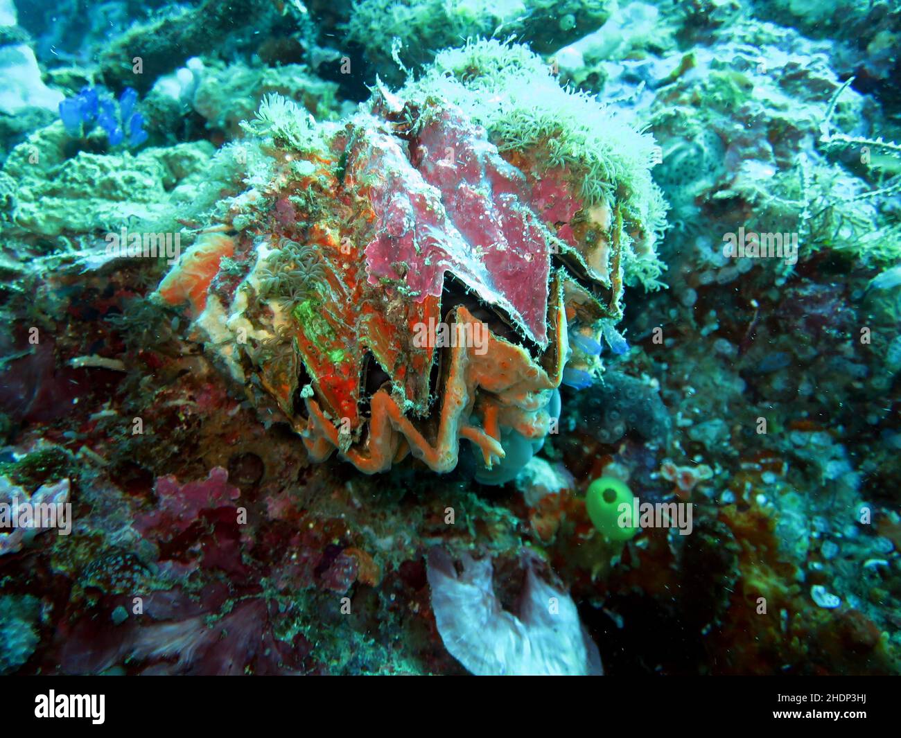 underwater, coral reef, mussel, oyster, cockscomb oyster, under water ...