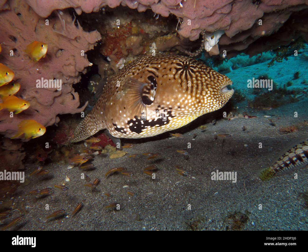 map puffer, map puffer Stock Photo - Alamy