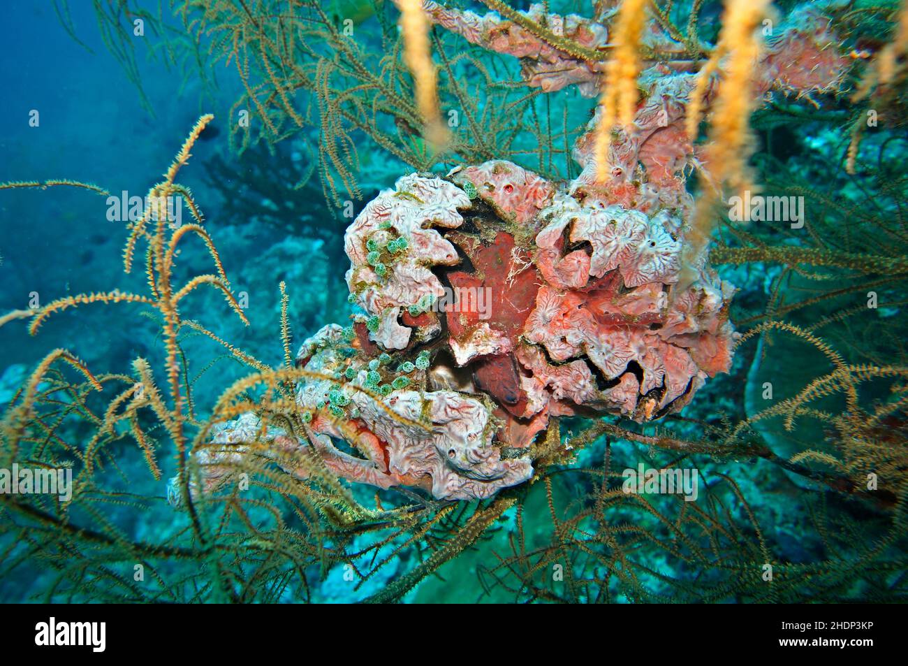 Oyster reef underwater hi-res stock photography and images - Alamy