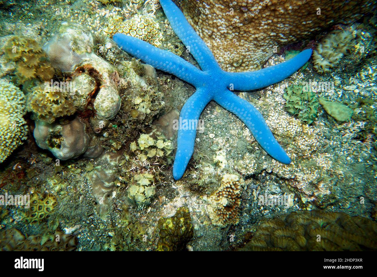 Starfish under the blue water hi-res stock photography and images - Alamy