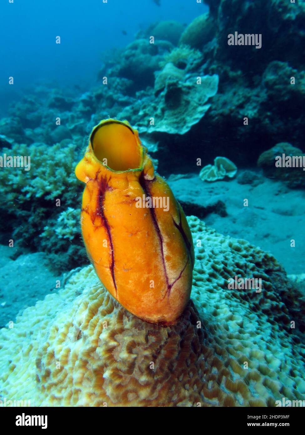 Ascidian hi-res stock photography and images - Alamy