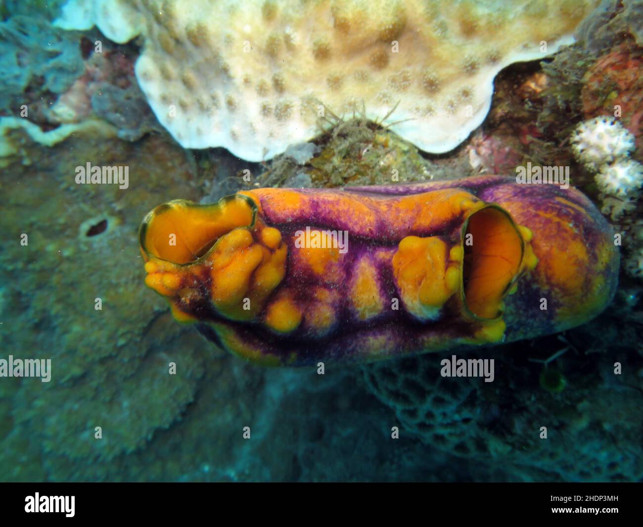 Heart of the ocean hi-res stock photography and images - Alamy