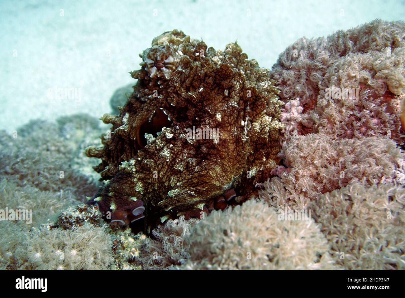 Common octopus wildlife marine animal hi-res stock photography and ...