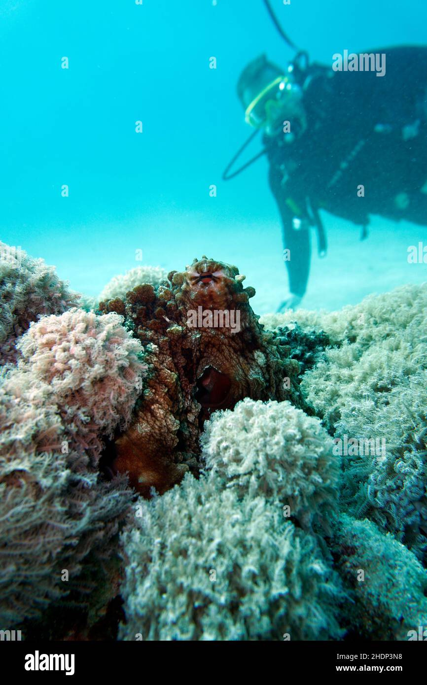 diver, diving, red sea, coral, dive, divers, dives, scuba, scuba diving ...