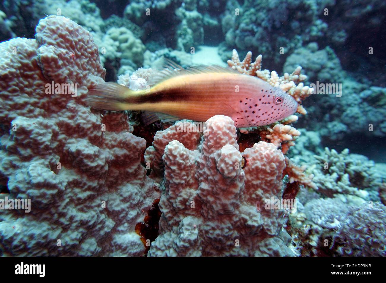 Forsters hi-res stock photography and images - Alamy