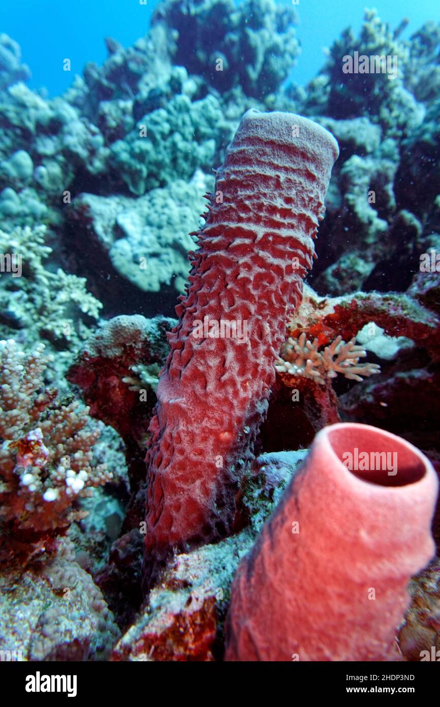 Sponges, prickly tube-sponge Stock Photo - Alamy