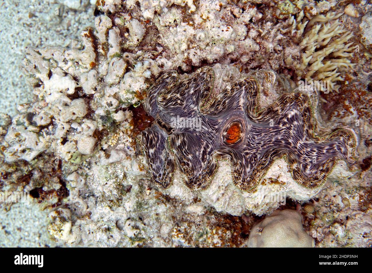 Shells of marine animals hi-res stock photography and images - Alamy
