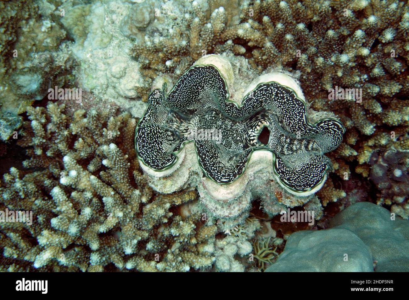 giant clam, shells Stock Photo - Alamy