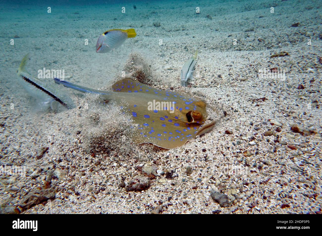 ray, blue spotted stingray, rays, blue spotted stingrays, bluespotted ...
