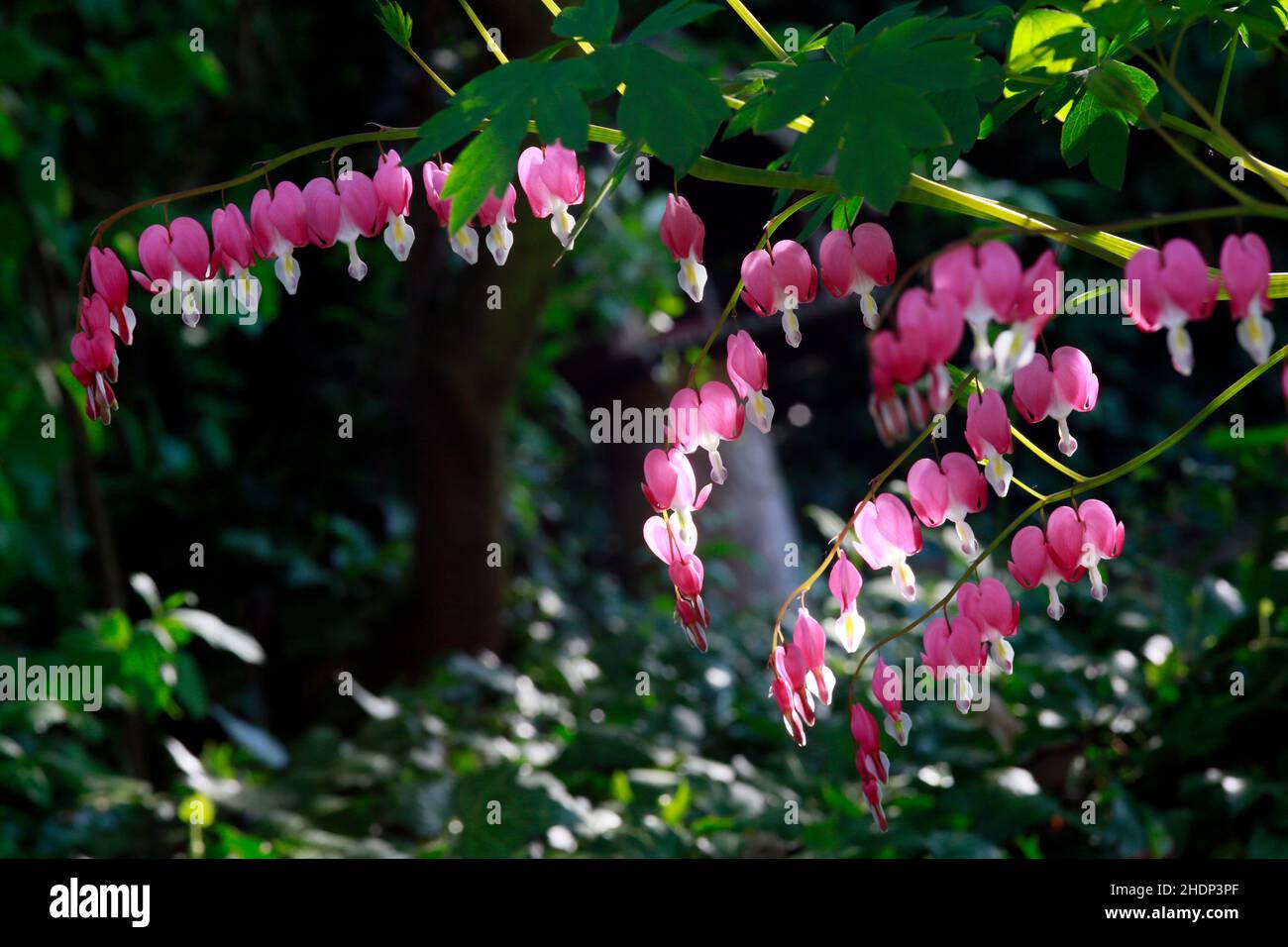 watery heart, watery hearts Stock Photo - Alamy