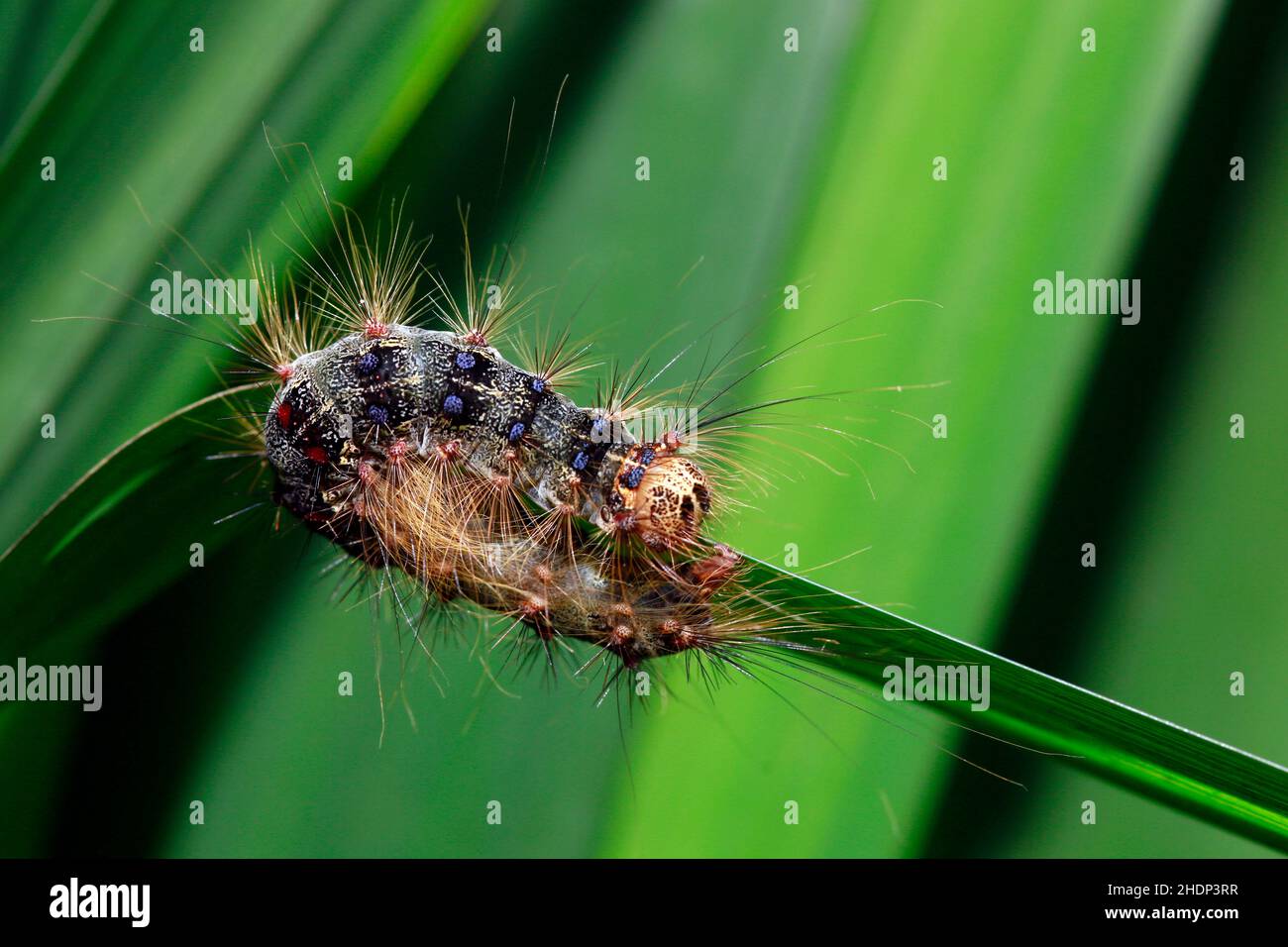 Caterpillar of gypsy hi-res stock photography and images - Alamy
