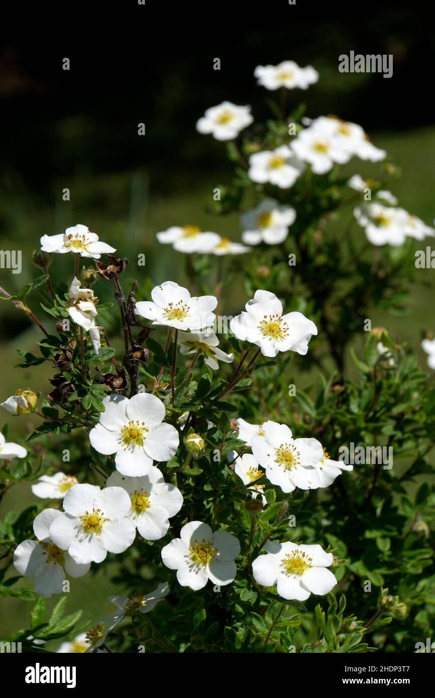 Cinquefoil vertical hi-res stock photography and images - Alamy