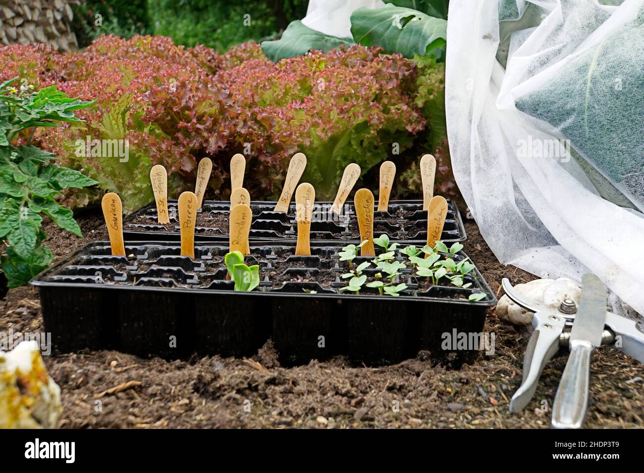 seedling, cultivation, sapling, seedlings, cultivations Stock Photo - Alamy