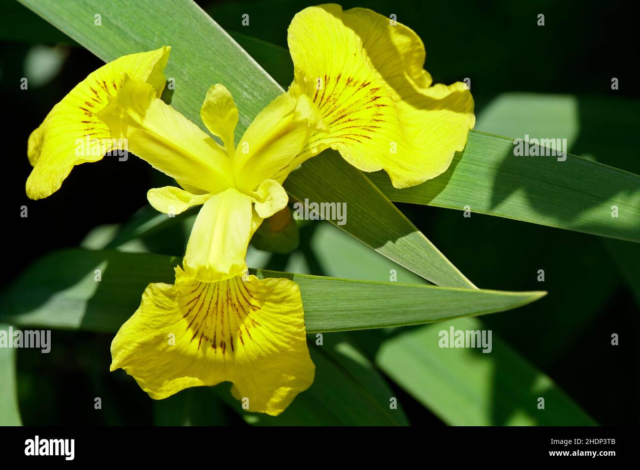 Marsh sword lily hi-res stock photography and images - Alamy