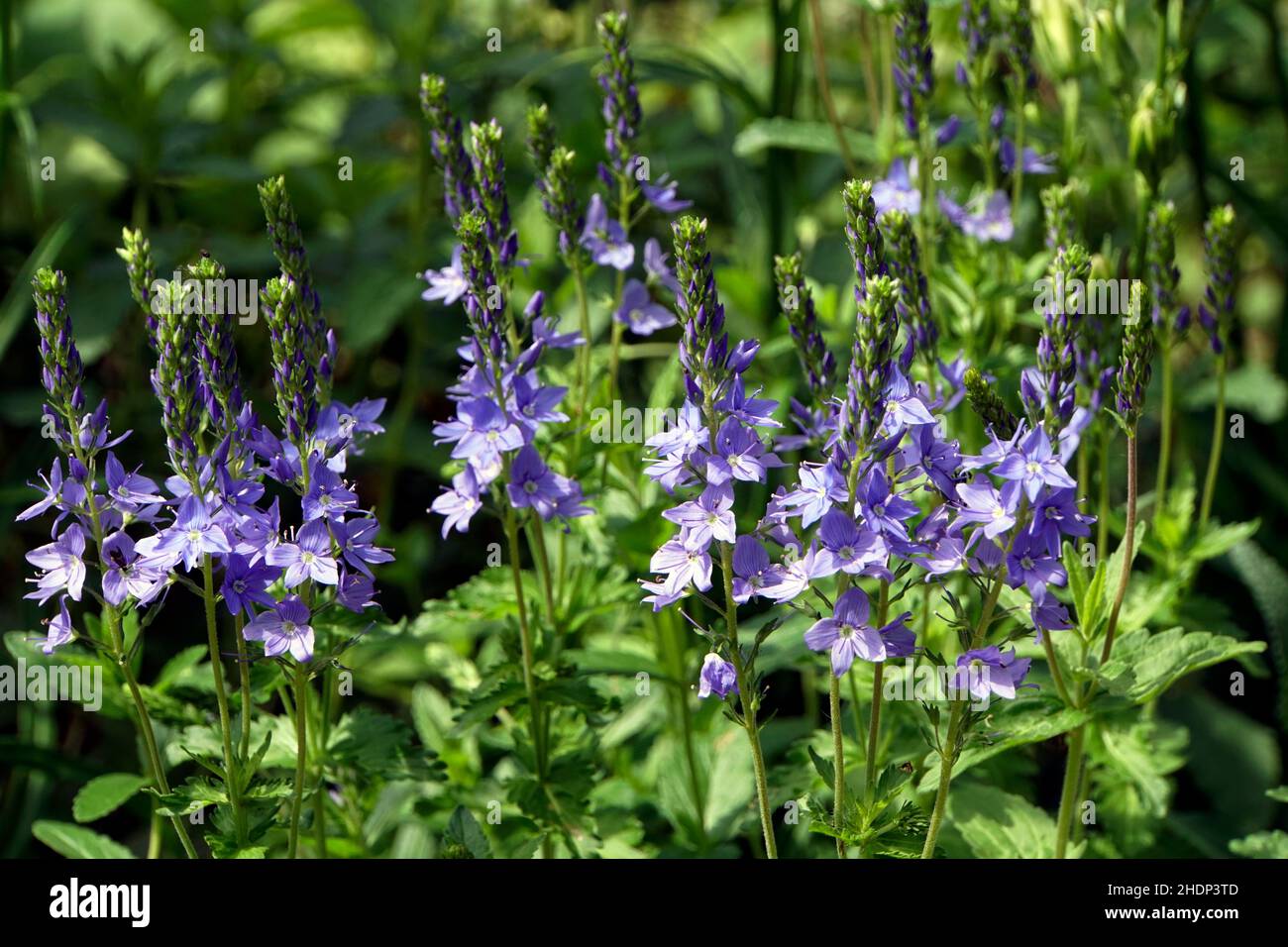 veronica, bird's eye, gypsyweed, speedwell Stock Photo - Alamy